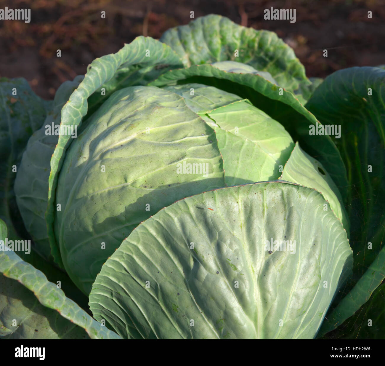 Organic cabbage growing in the vegetable garden lit with sunset light ...