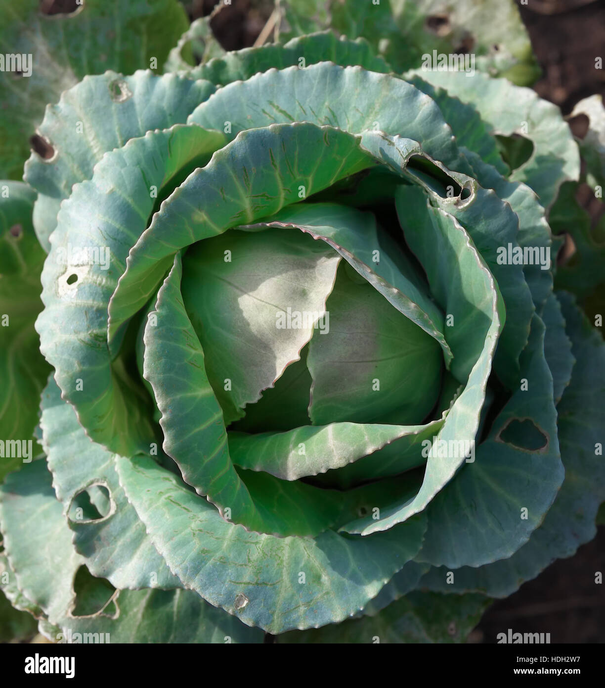 Organic cabbage growing in the vegetable garden damaged by the pests ...