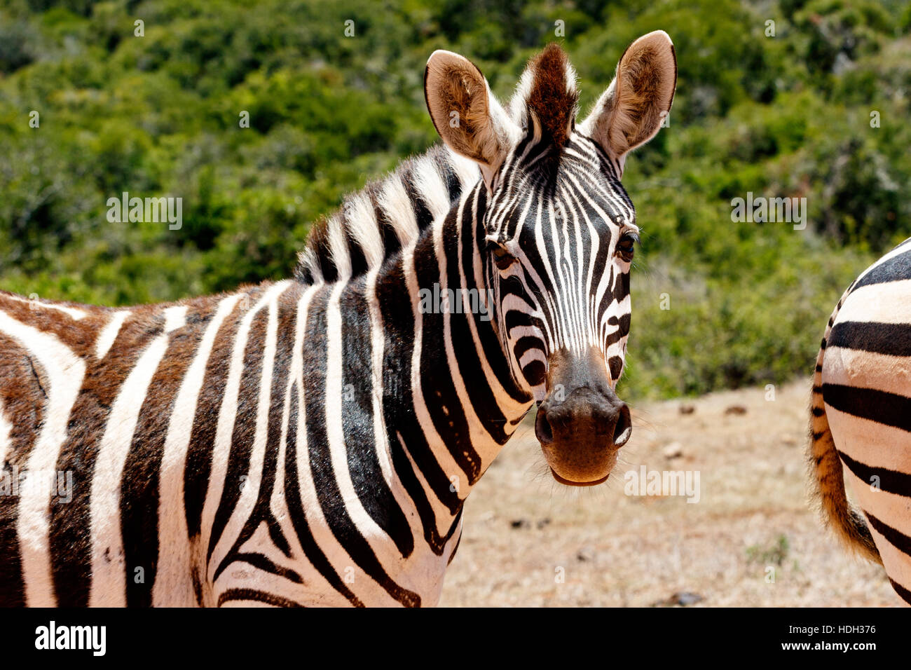 Zebra looking at what you are doing Stock Photo - Alamy