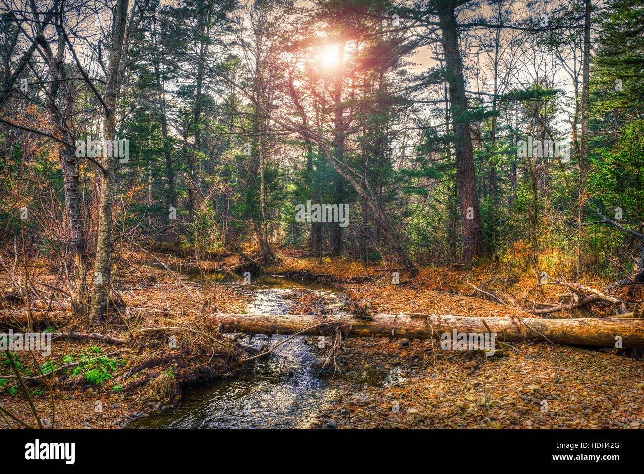 Creek in the forest hi-res stock photography and images - Alamy