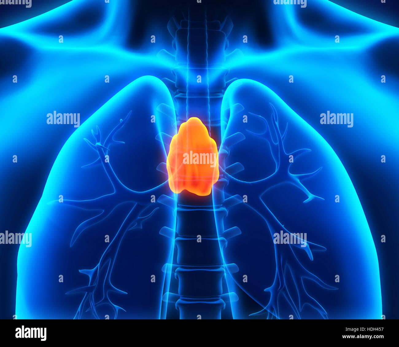 Thymus Gland High Resolution Stock Photography and Images - Alamy