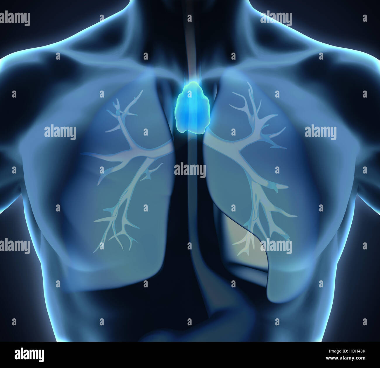 Thymus Gland High Resolution Stock Photography and Images - Alamy