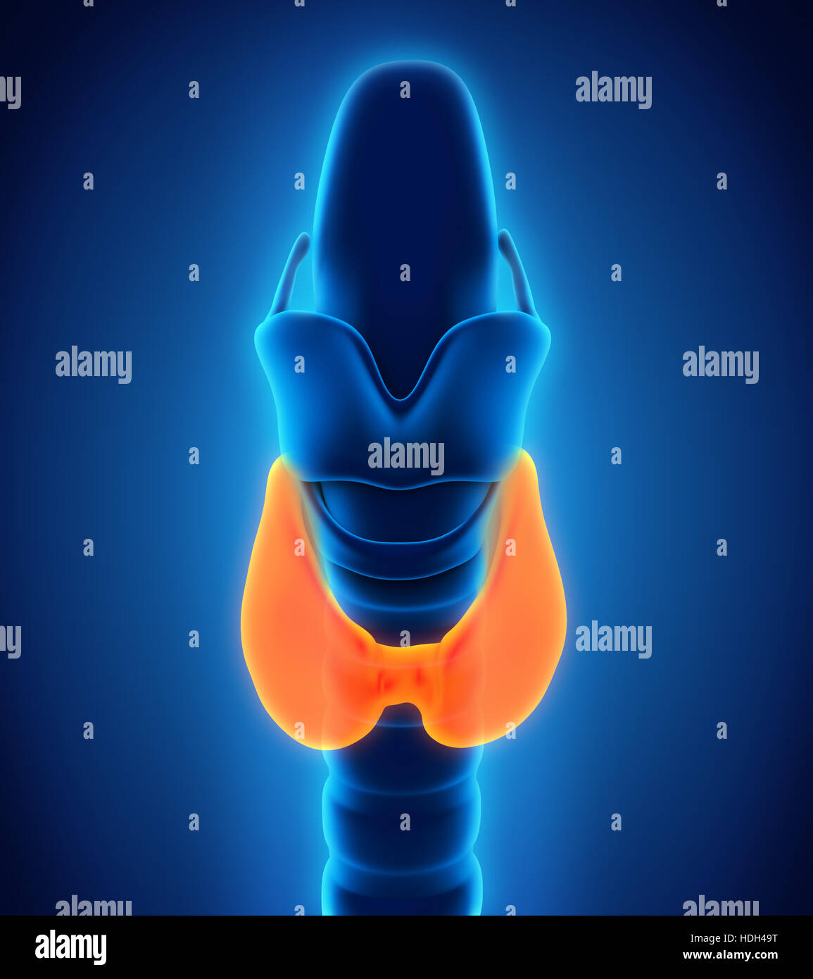 Human Thyroid Gland Anatomy Stock Photo - Alamy