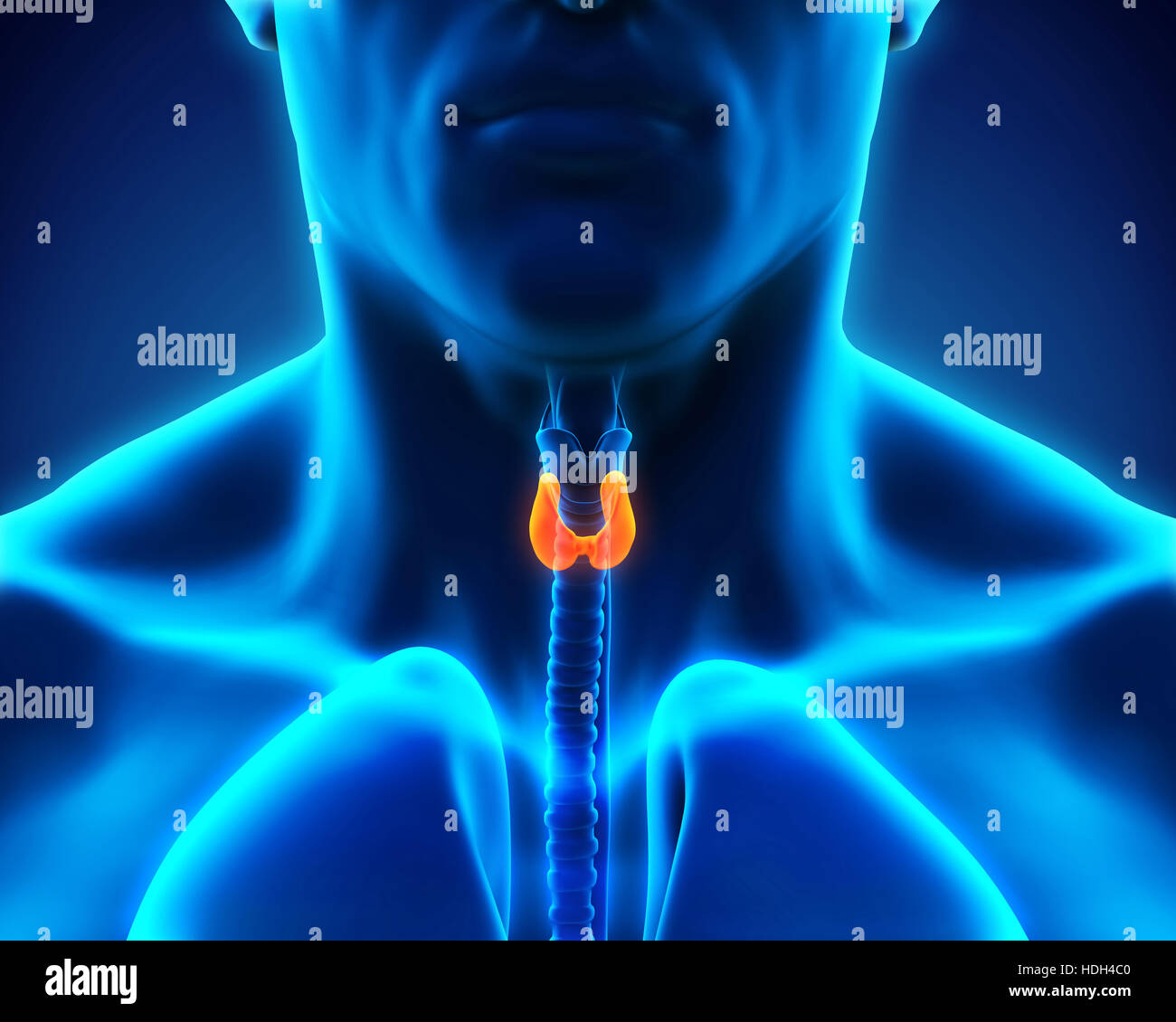 Human Thyroid Gland Anatomy Stock Photo - Alamy