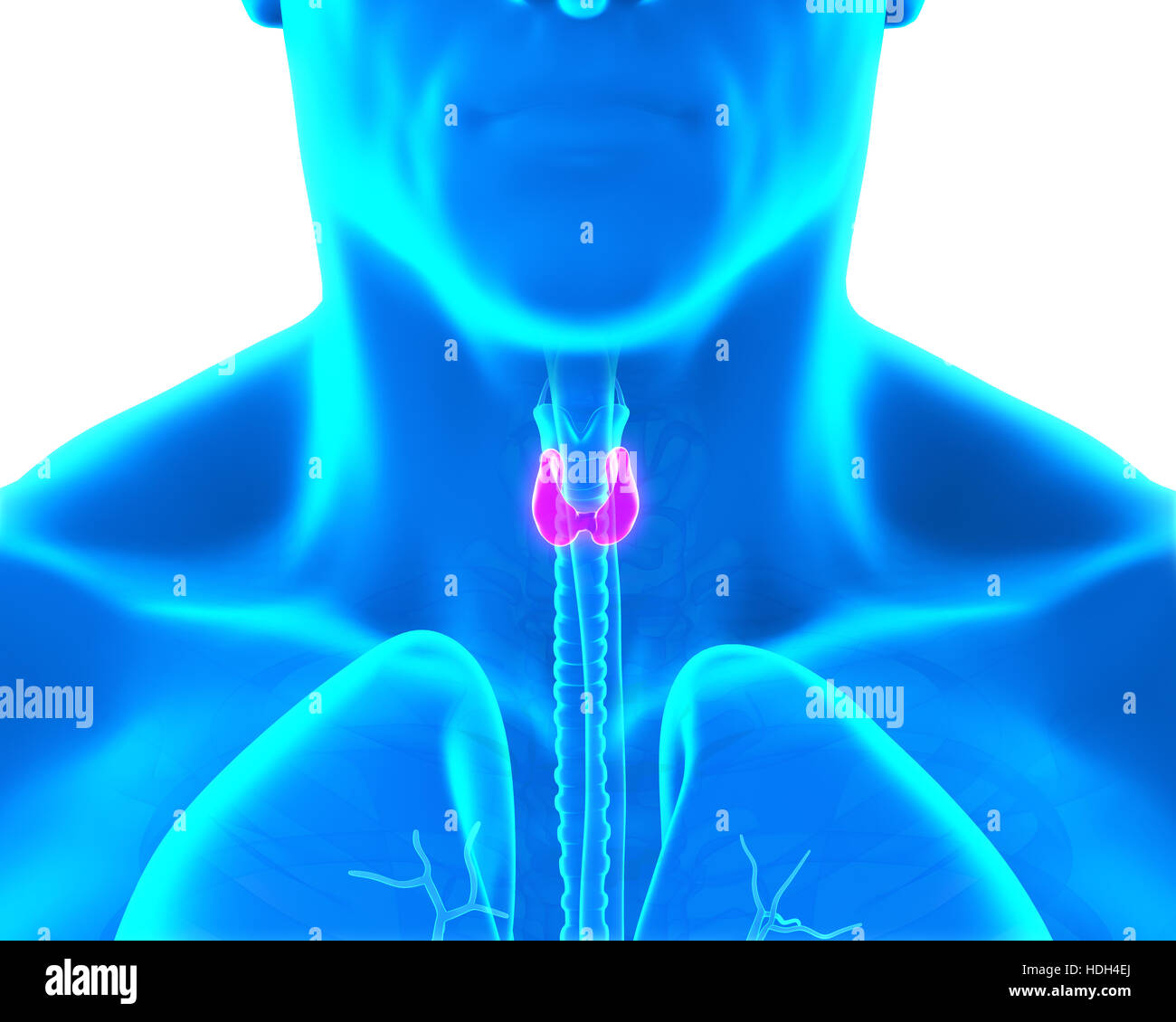 Human Thyroid Gland Anatomy Stock Photo - Alamy