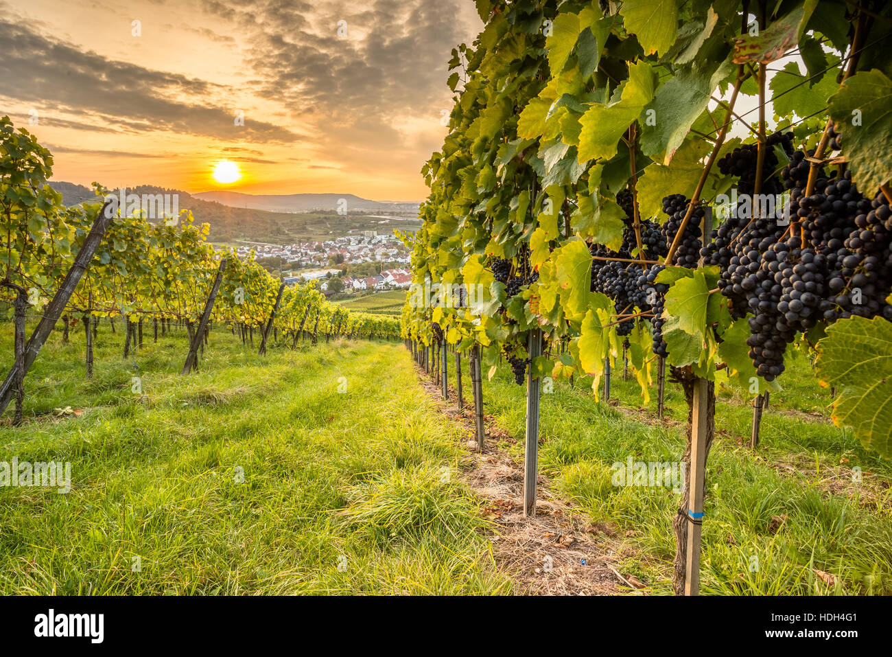 Vineyard scenery with vine grapes and sunset and clouds Stock Photo - Alamy