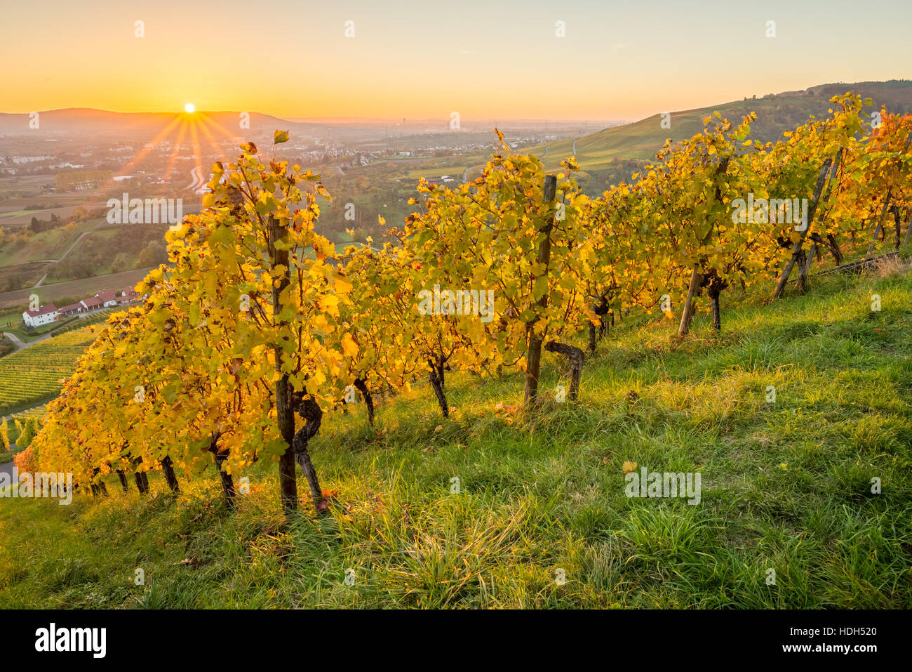 Sunset sky winery vines atmospheric hi-res stock photography and images ...