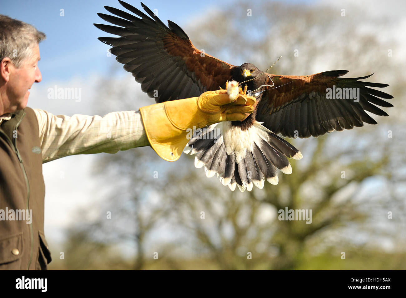Training Hawk High Resolution Stock Photography and Images - Alamy