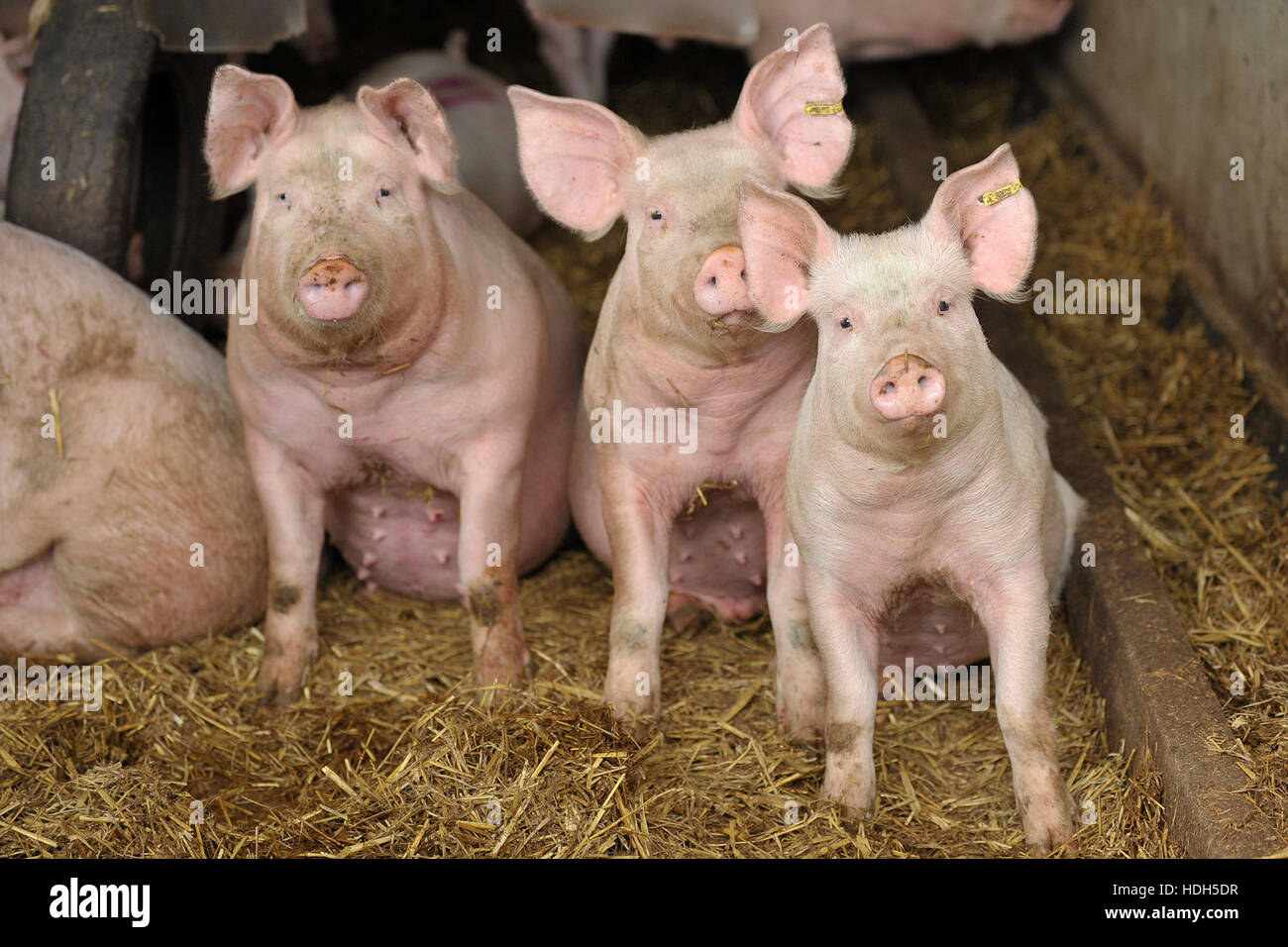 Intensive Pig Farming High Resolution Stock Photography and Images - Alamy