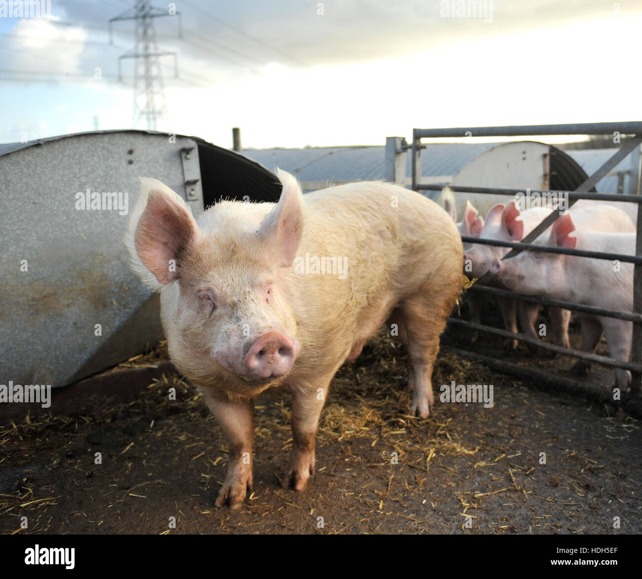 Large White boar with large white gilts in background Stock Photo ...