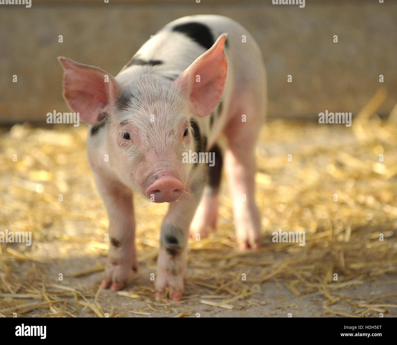 Pig Production High Resolution Stock Photography and Images - Alamy