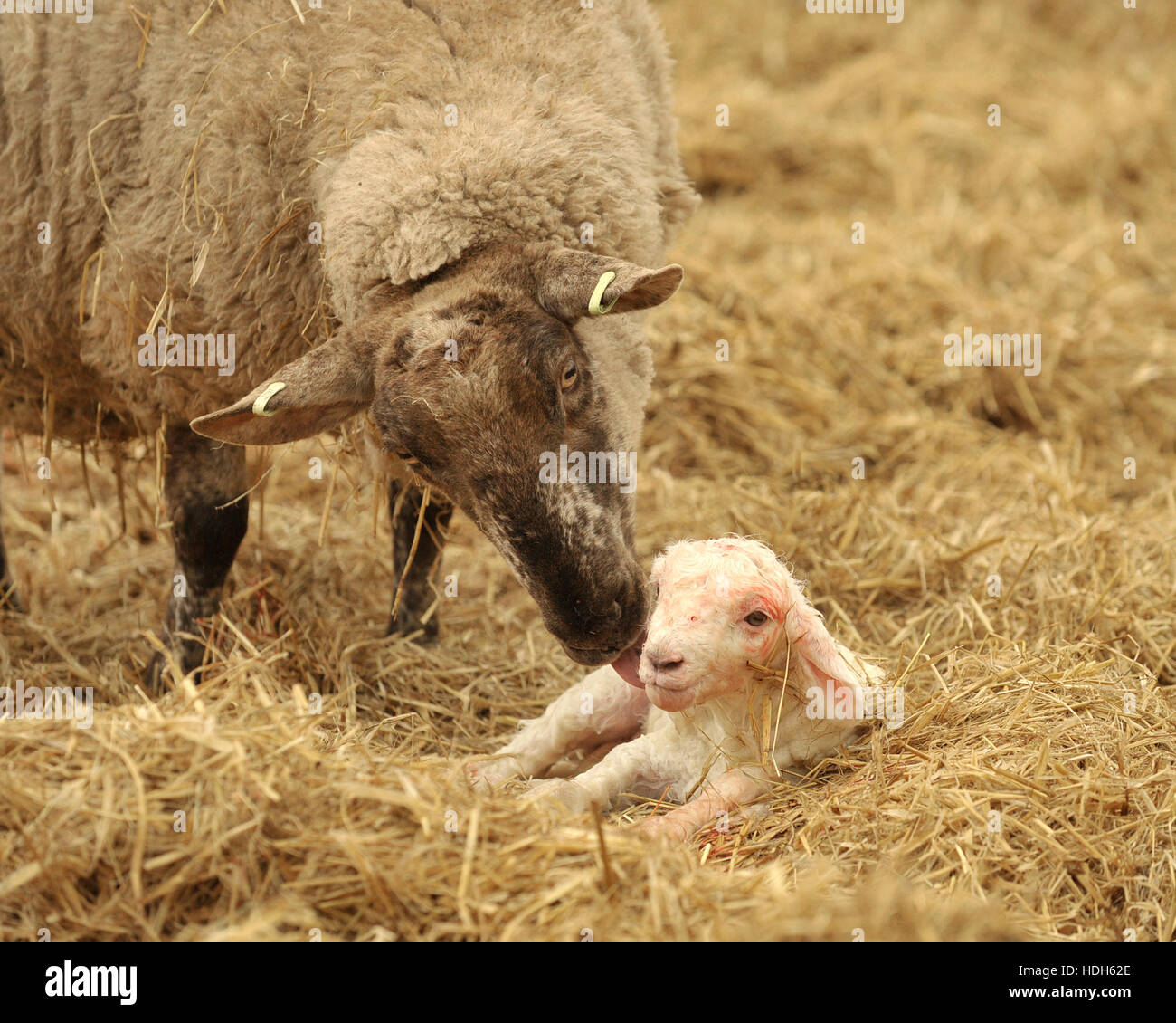 Mother Sheep With Baby Lamb High Resolution Stock Photography and ...