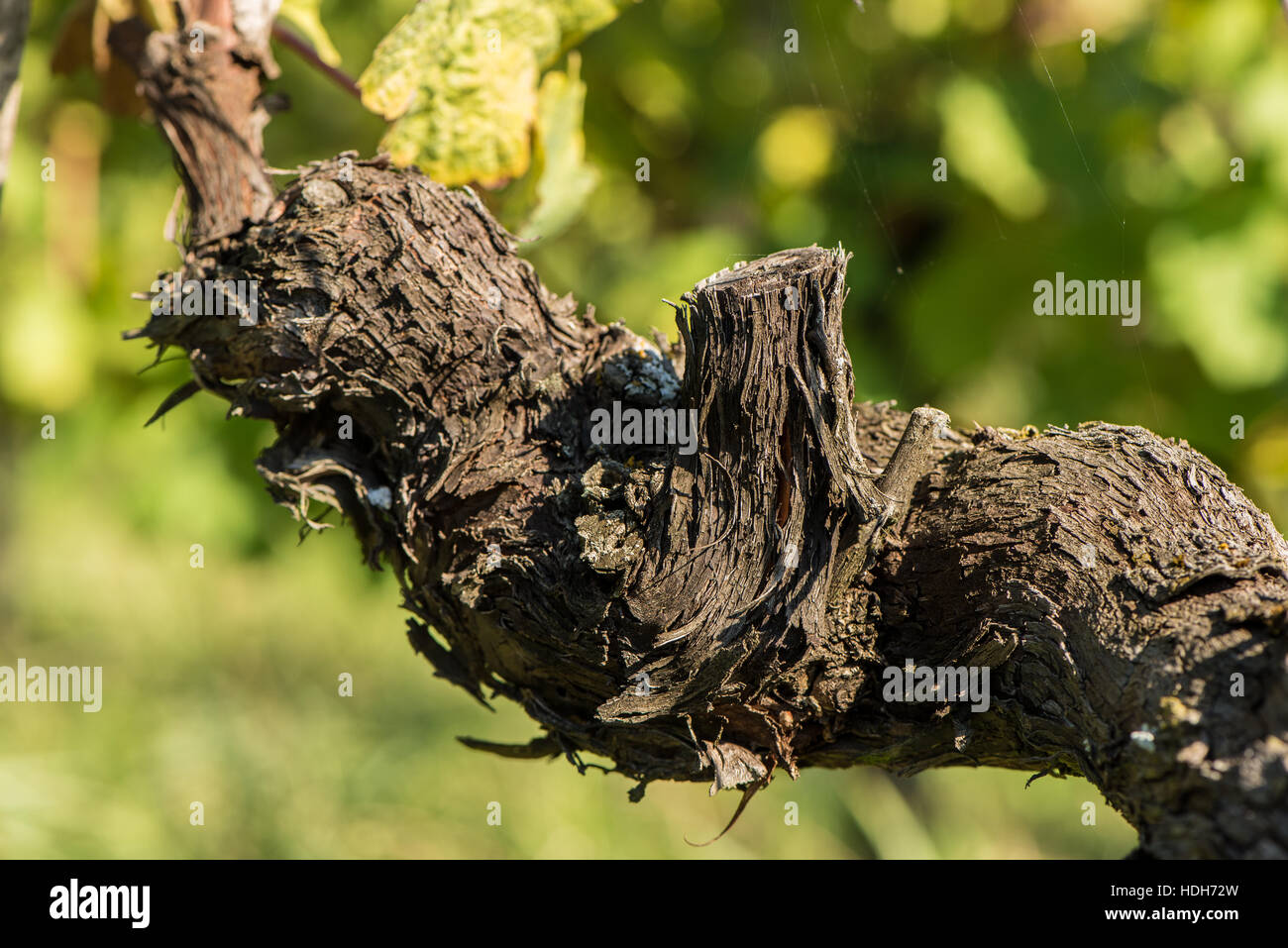 Old rutted wood and bark of a vine in a German vineyard Stock Photo - Alamy
