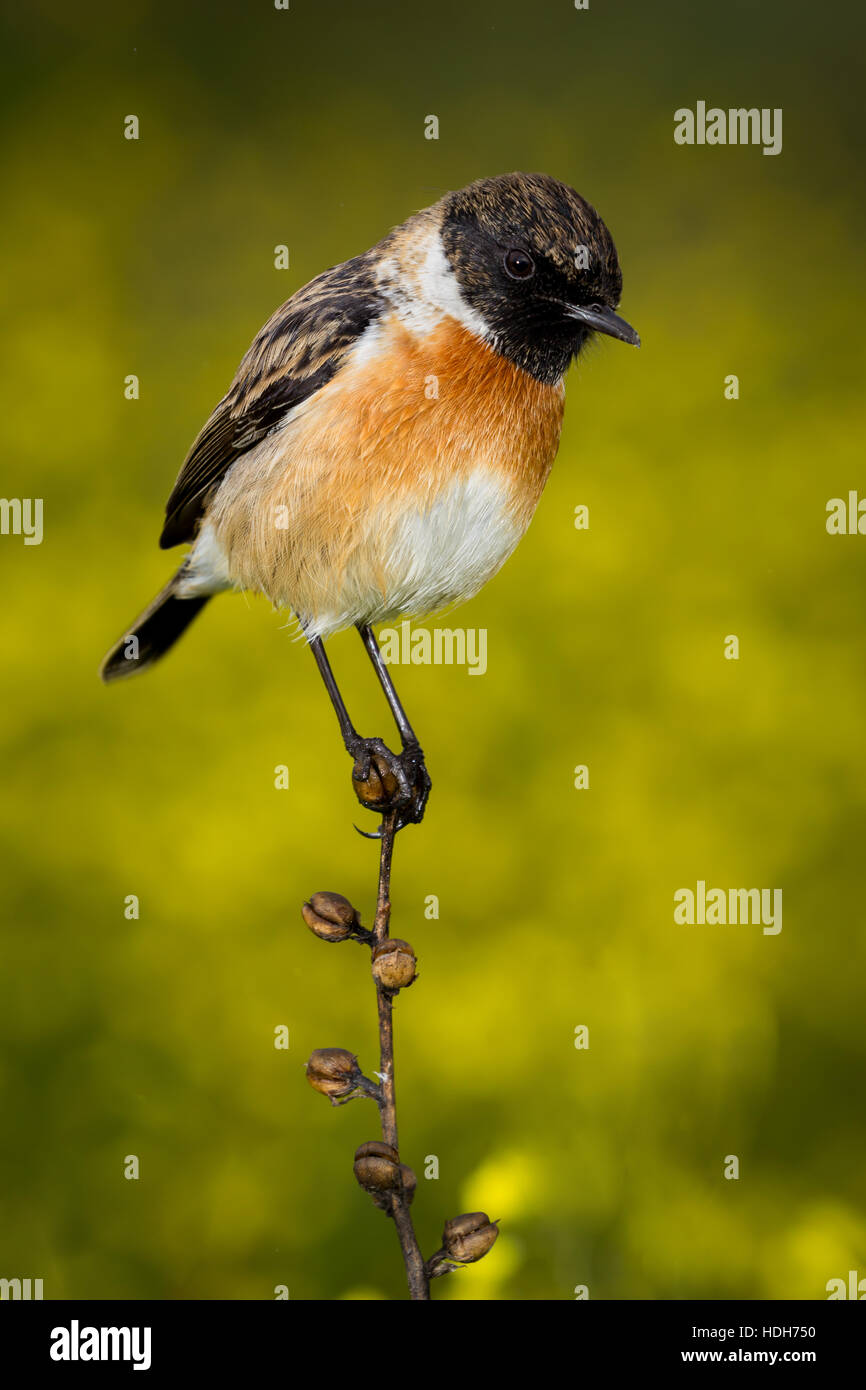 Small bird on a slim branch with unfocused background Stock Photo - Alamy