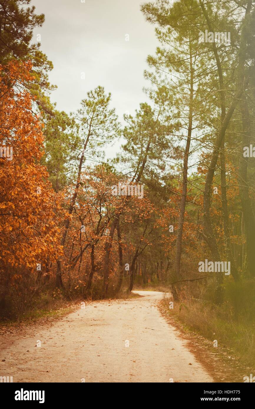 Beautiful path in the forest with fall leaves Stock Photo - Alamy
