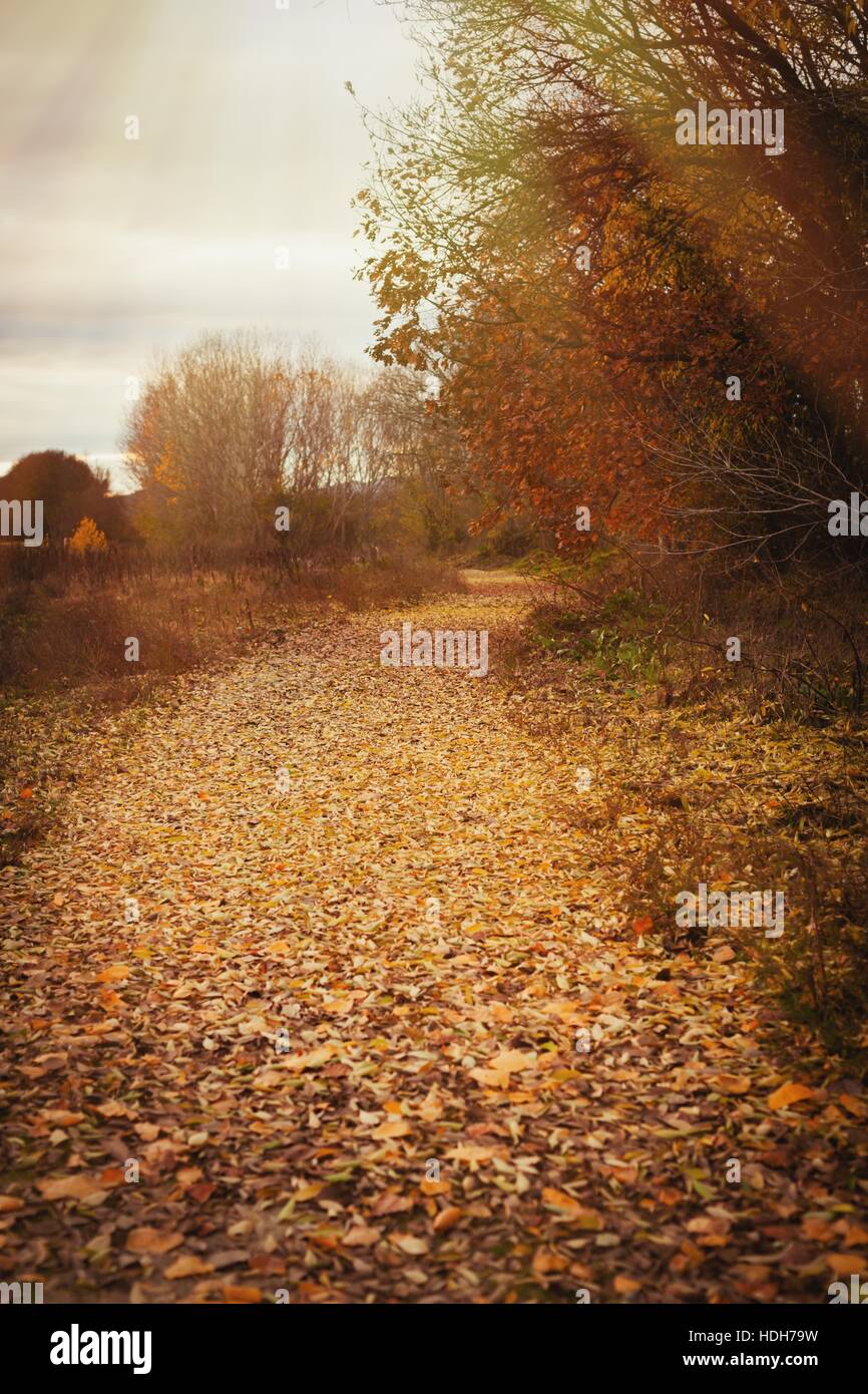 Beautiful path in the forest with fall leaves Stock Photo - Alamy