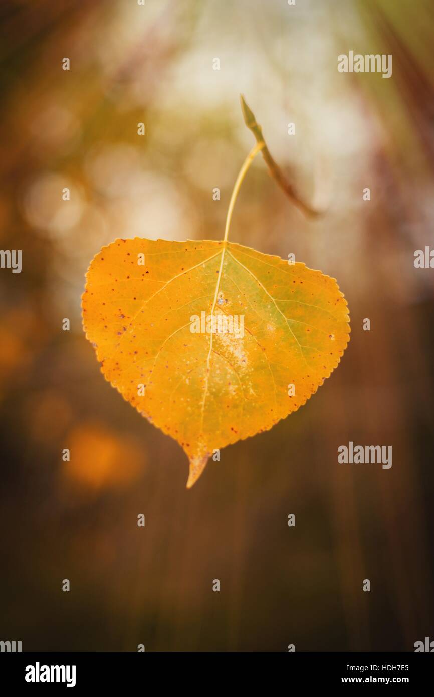 Olm oak forest hi-res stock photography and images - Alamy
