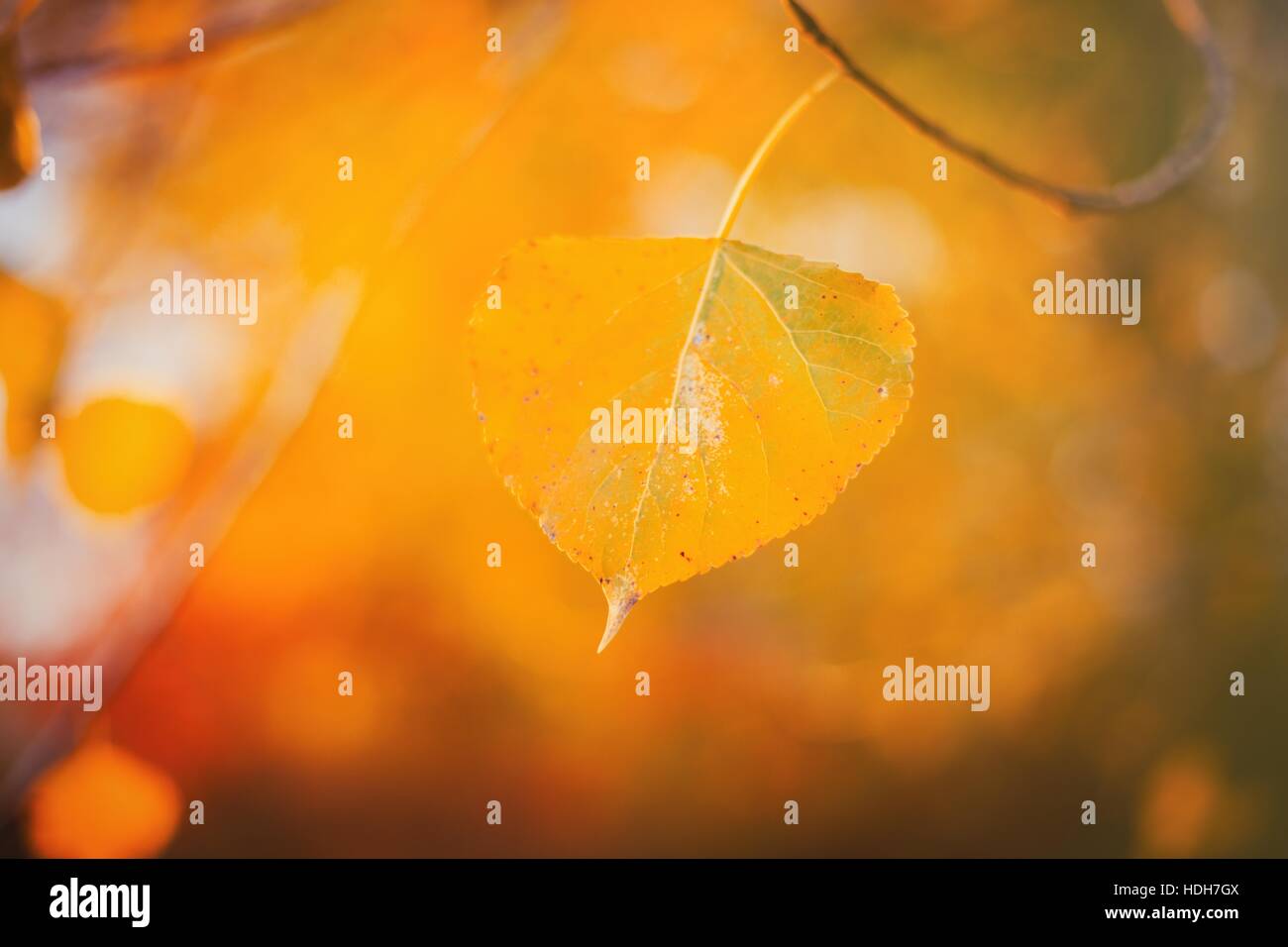 Olm Oak Forest High Resolution Stock Photography and Images - Alamy