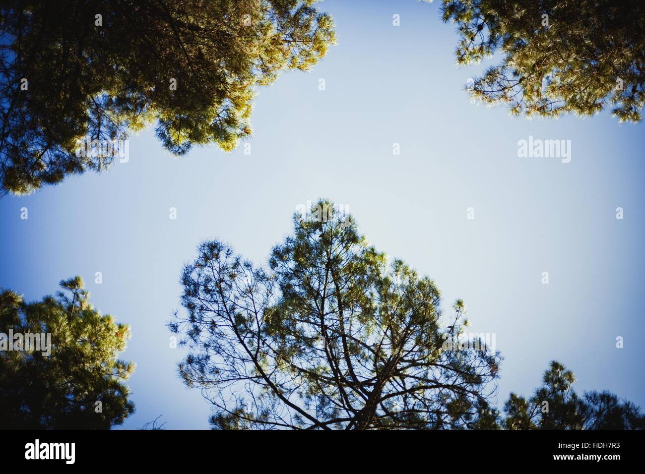 Olm oak forest hi-res stock photography and images - Alamy