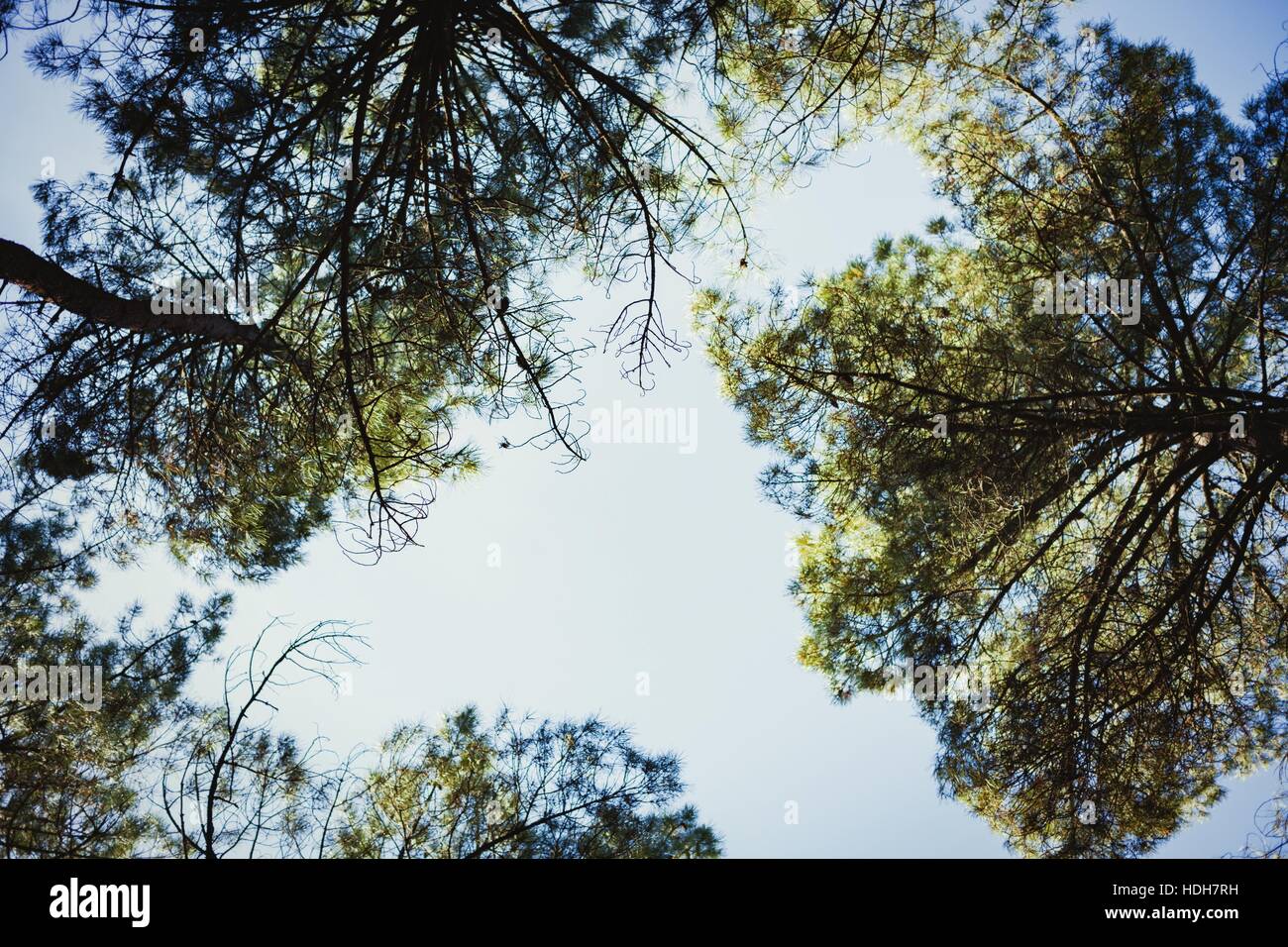 The tops of the high pines trees Stock Photo - Alamy