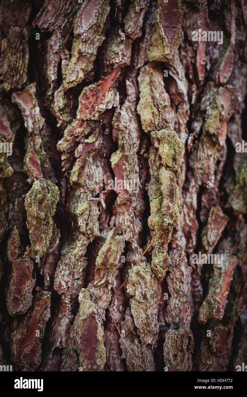 Close-up wooden trunk texture with wallpaper Stock Photo - Alamy