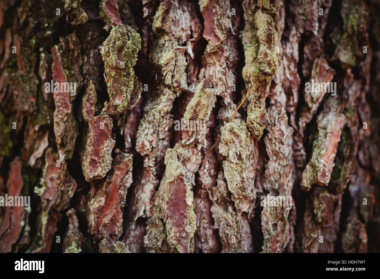 Close-up wooden trunk texture with wallpaper Stock Photo - Alamy