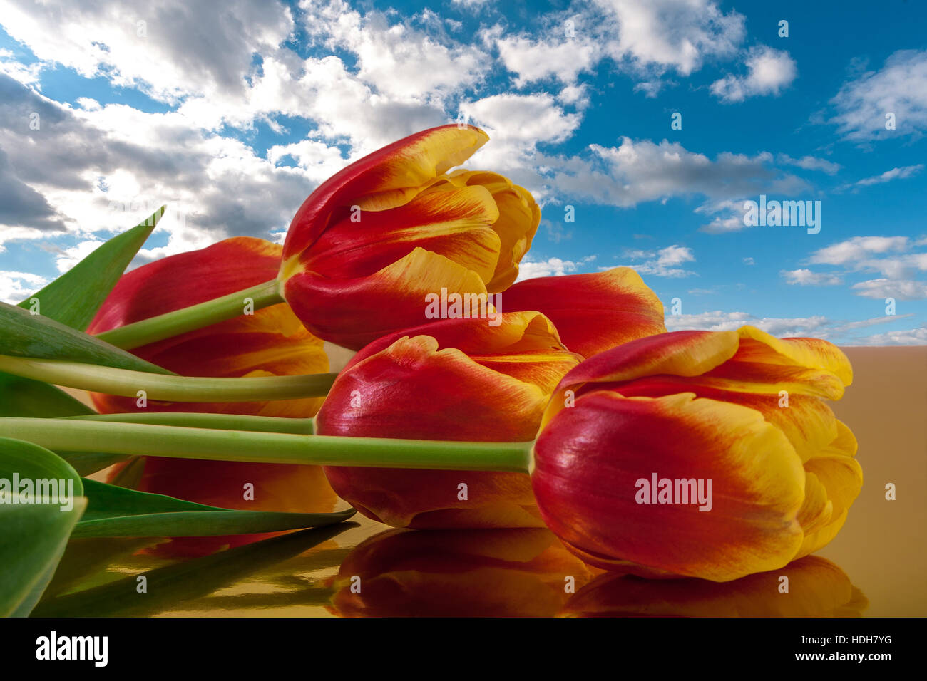 yellow red tulips Stock Photo - Alamy