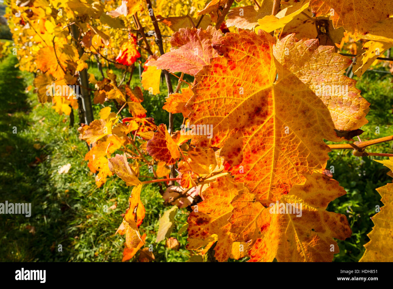 Vine leaf in yellow, orange and red autumn colouring Stock Photo - Alamy