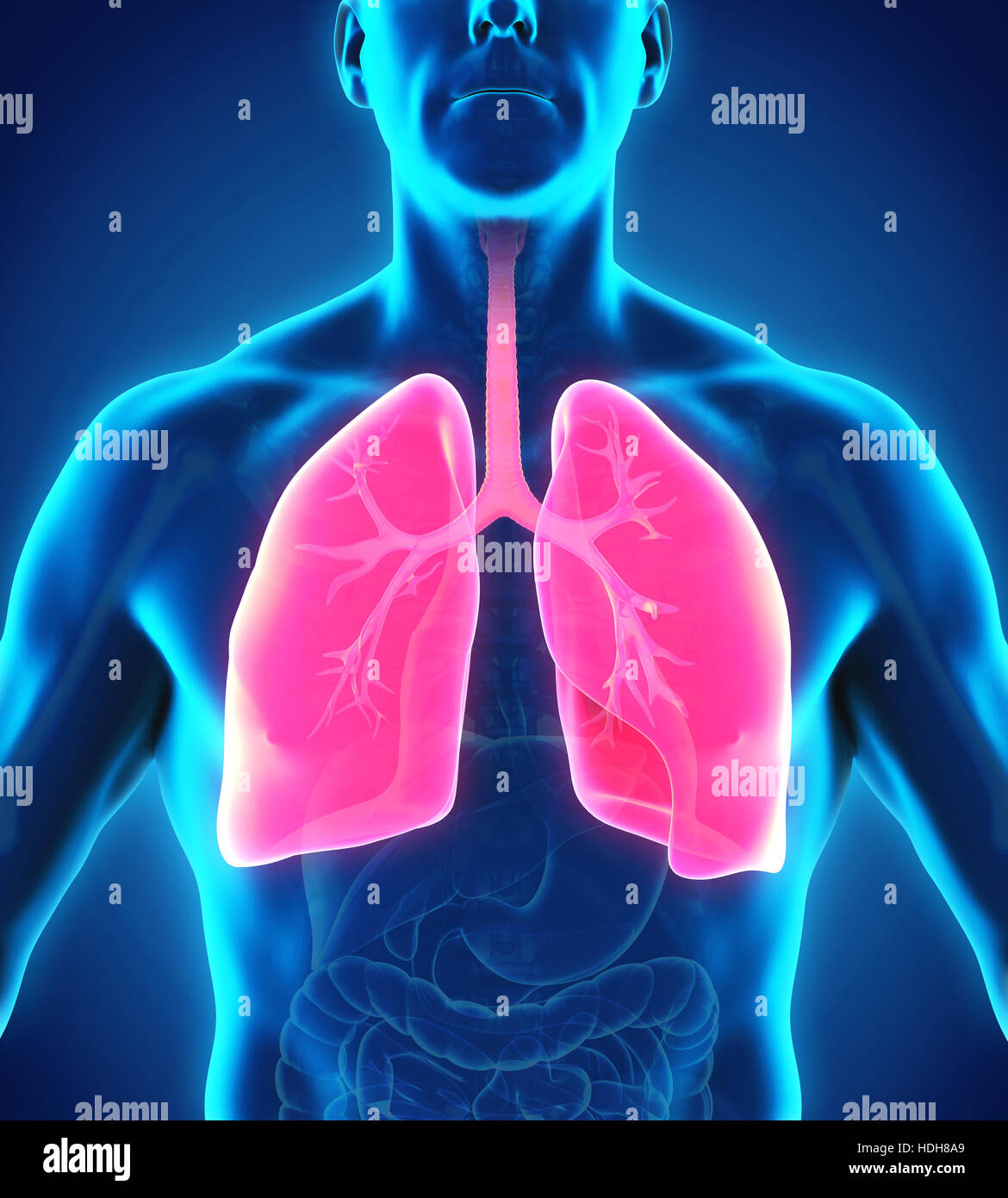 Human respiratory system hi-res stock photography and images - Alamy