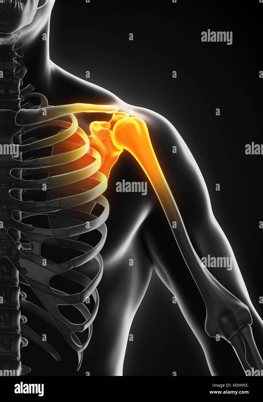 Painful Shoulder Anatomy Stock Photo - Alamy
