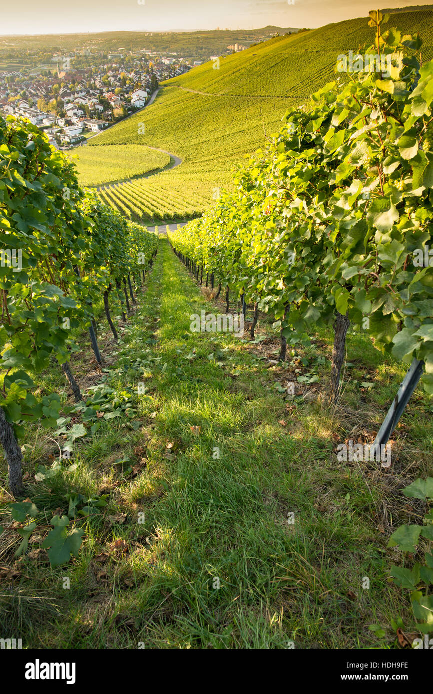 Beutelsbach hi-res stock photography and images - Alamy