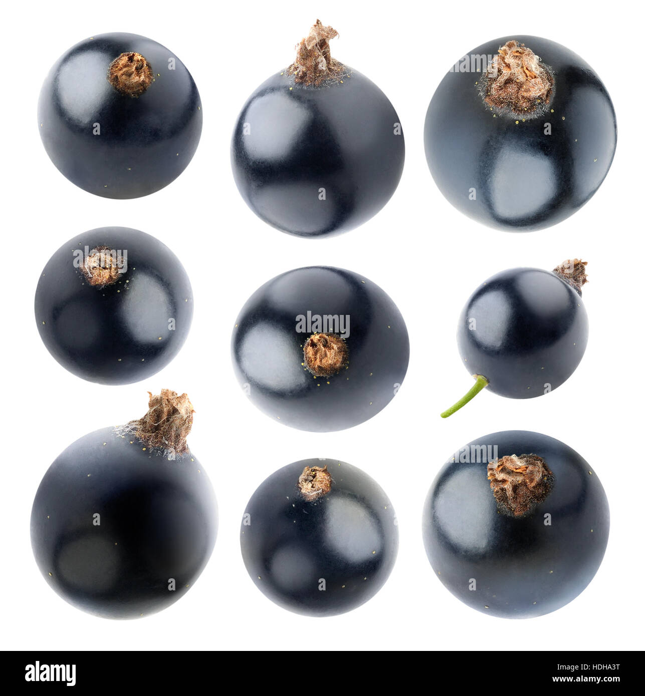 Isolated blackcurrants. Collection of nine black currant berries of ...