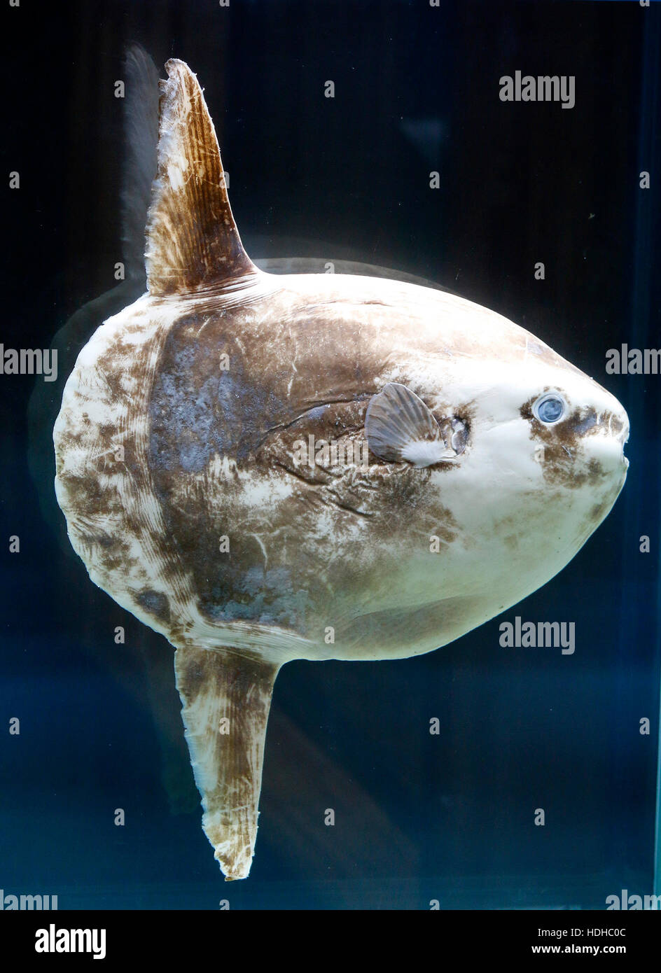 Mondfisch mola mola hi-res stock photography and images - Alamy