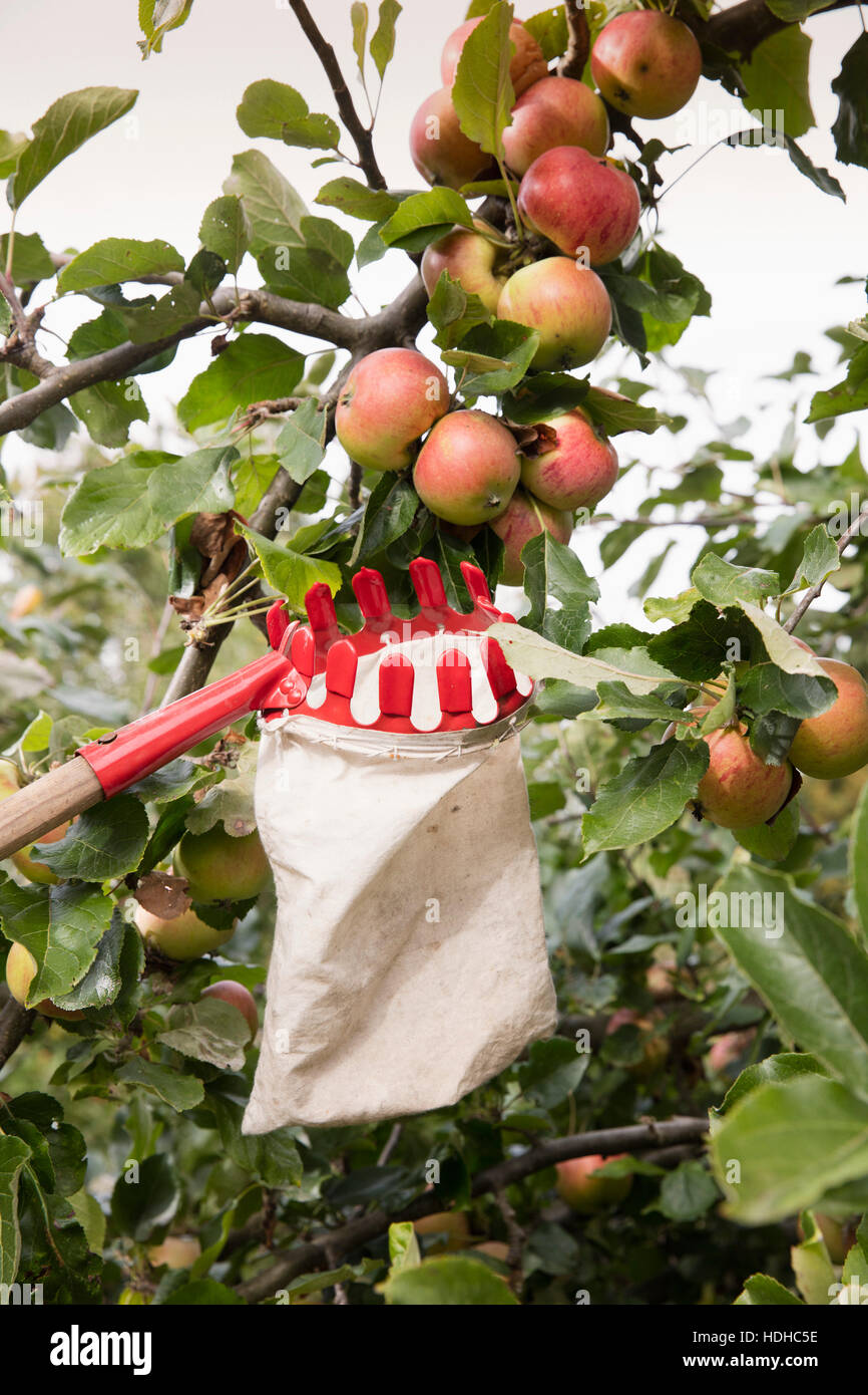 Fruit picker hi-res stock photography and images - Alamy