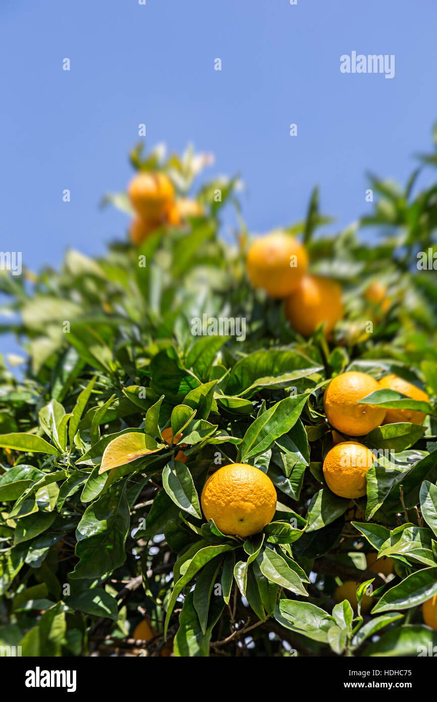 Madeiros hi-res stock photography and images - Alamy