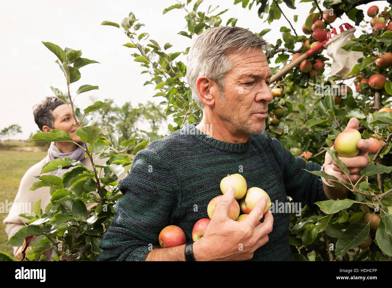 Couple picking apples from tree in orchard Stock Photo - Alamy