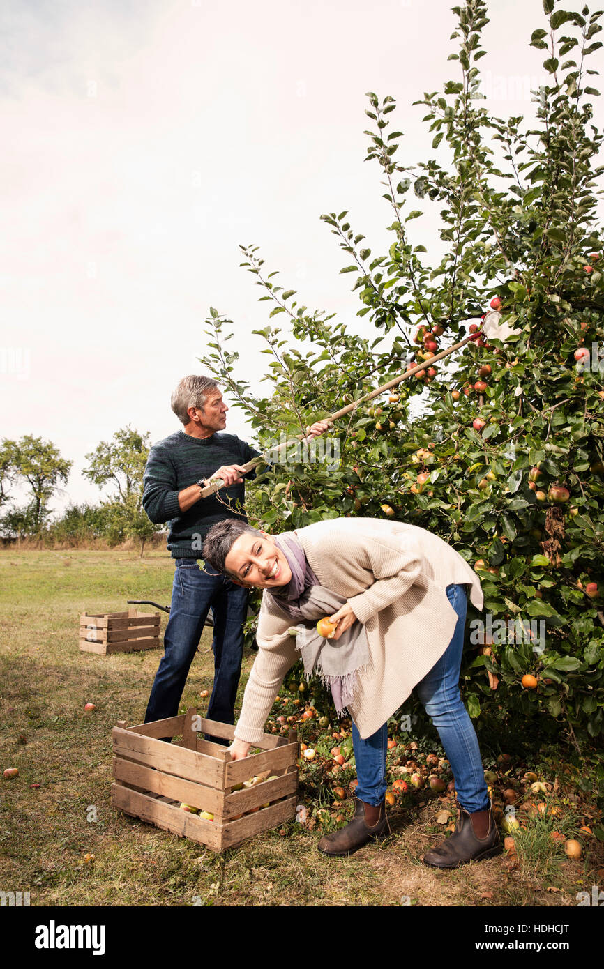 Cheerful couple picking apples in orchard Stock Photo - Alamy