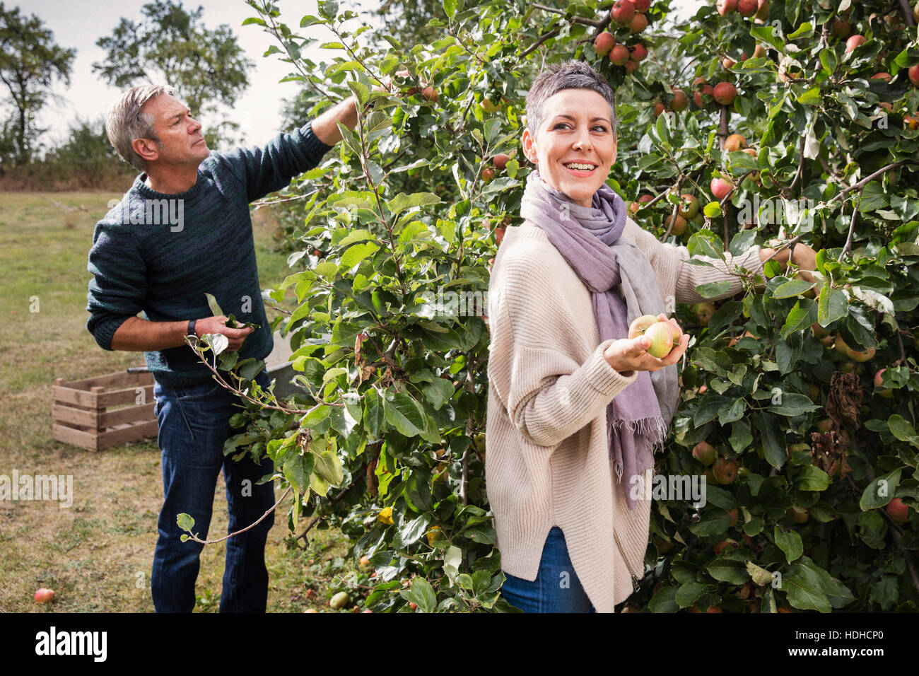 Happy couple picking apples from tree in orchard Stock Photo - Alamy