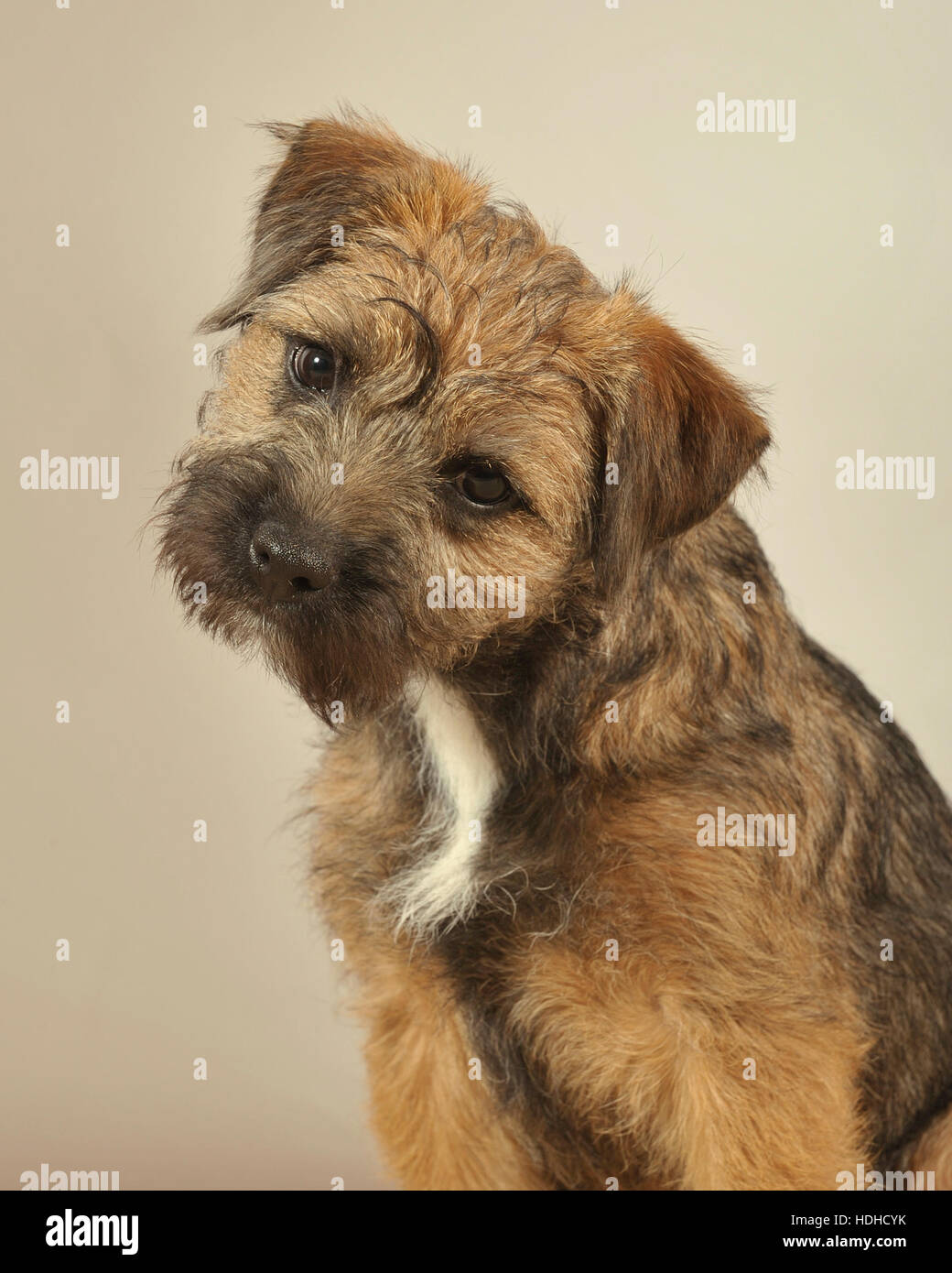 Son Border Terriers Tiernos