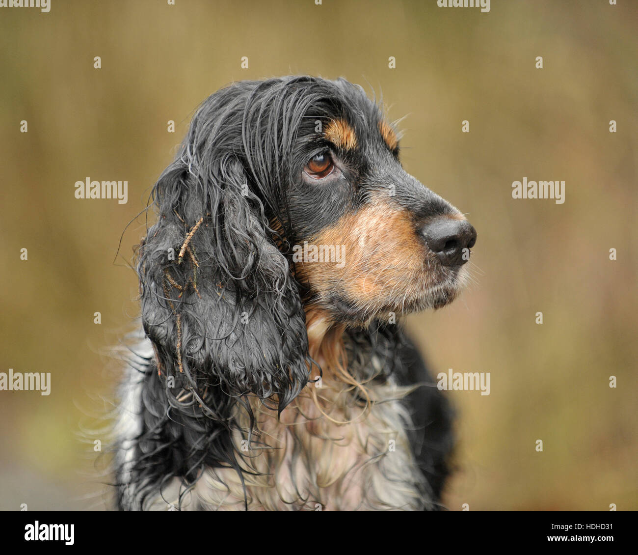 bedraggled english cocker bitch tri colour Stock Photo - Alamy