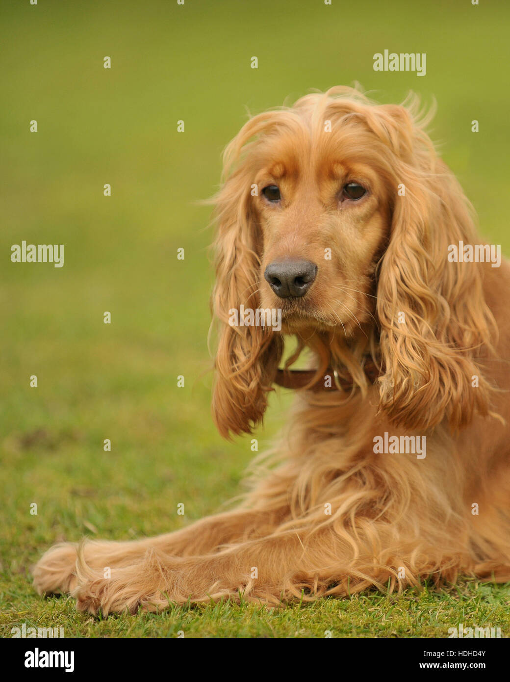 golden English cocker spaniel Stock Photo - Alamy