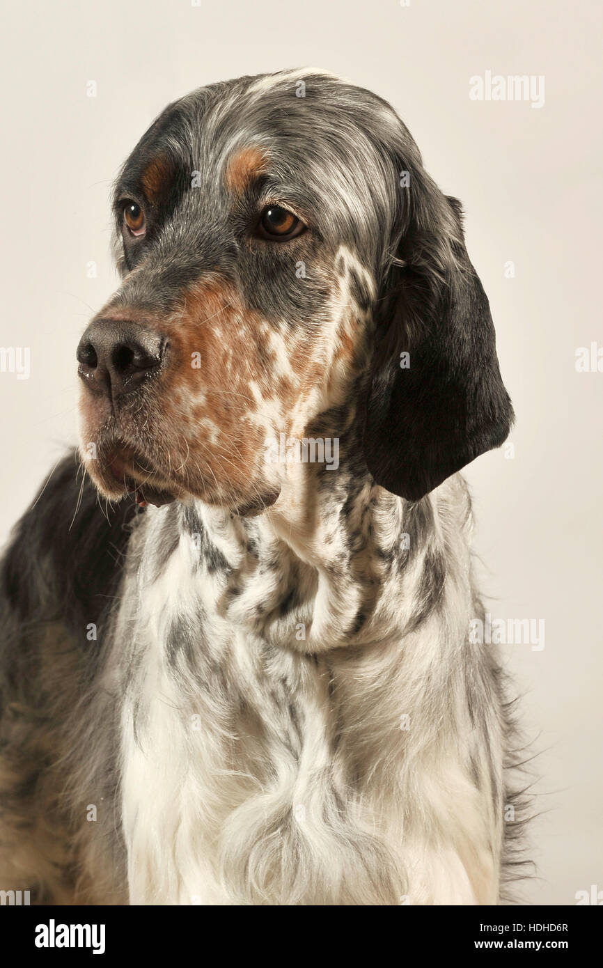 male 14 month old english setter Stock Photo - Alamy