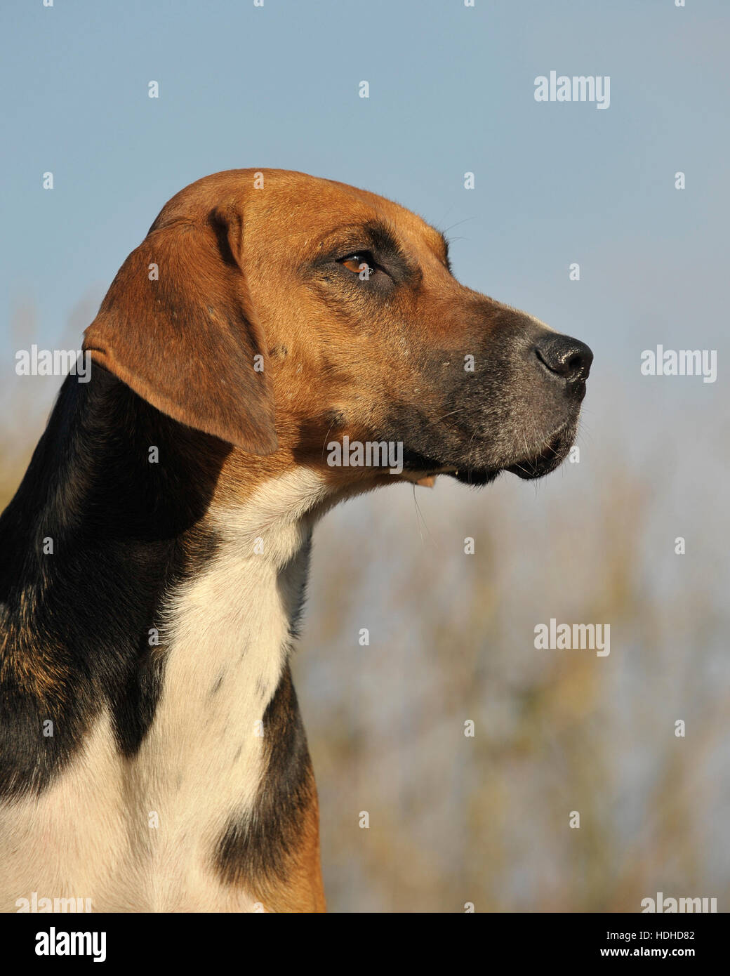 English foxhound male Stock Photo - Alamy