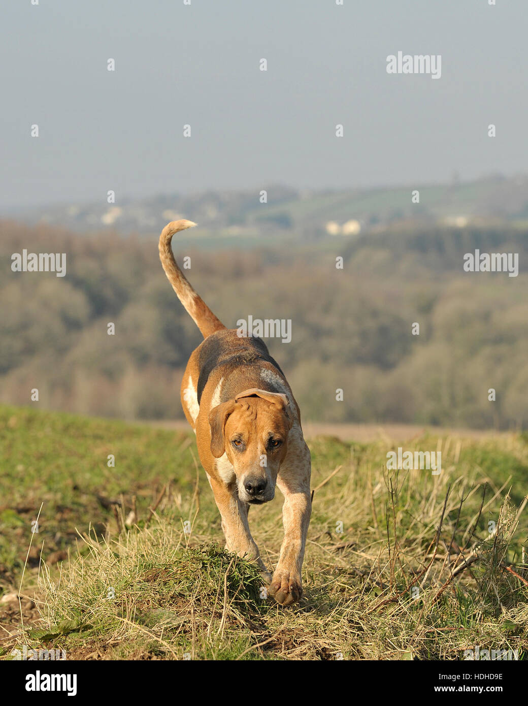 english foxhound, UK Stock Photo - Alamy