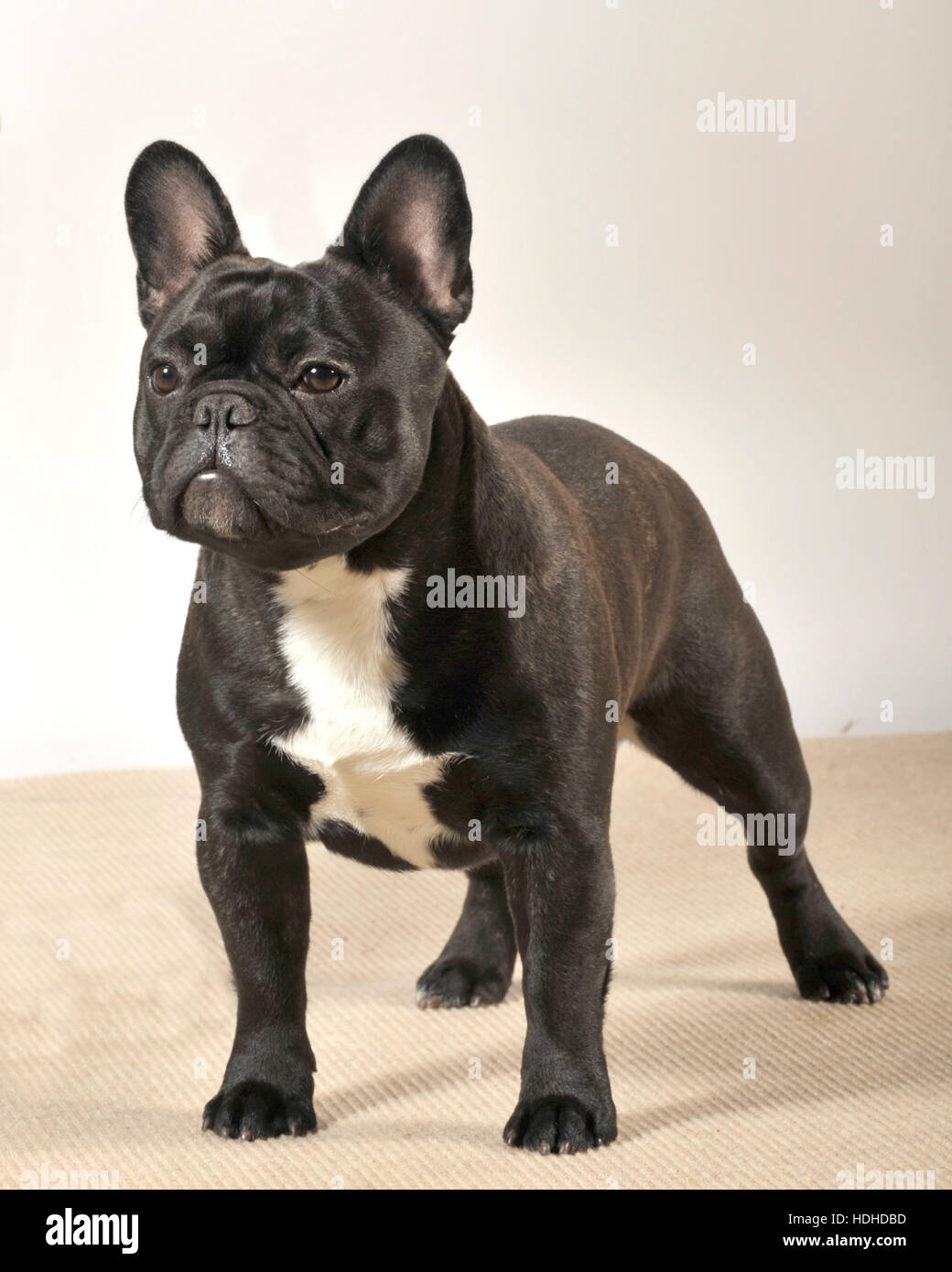 young french bulldog male Stock Photo - Alamy