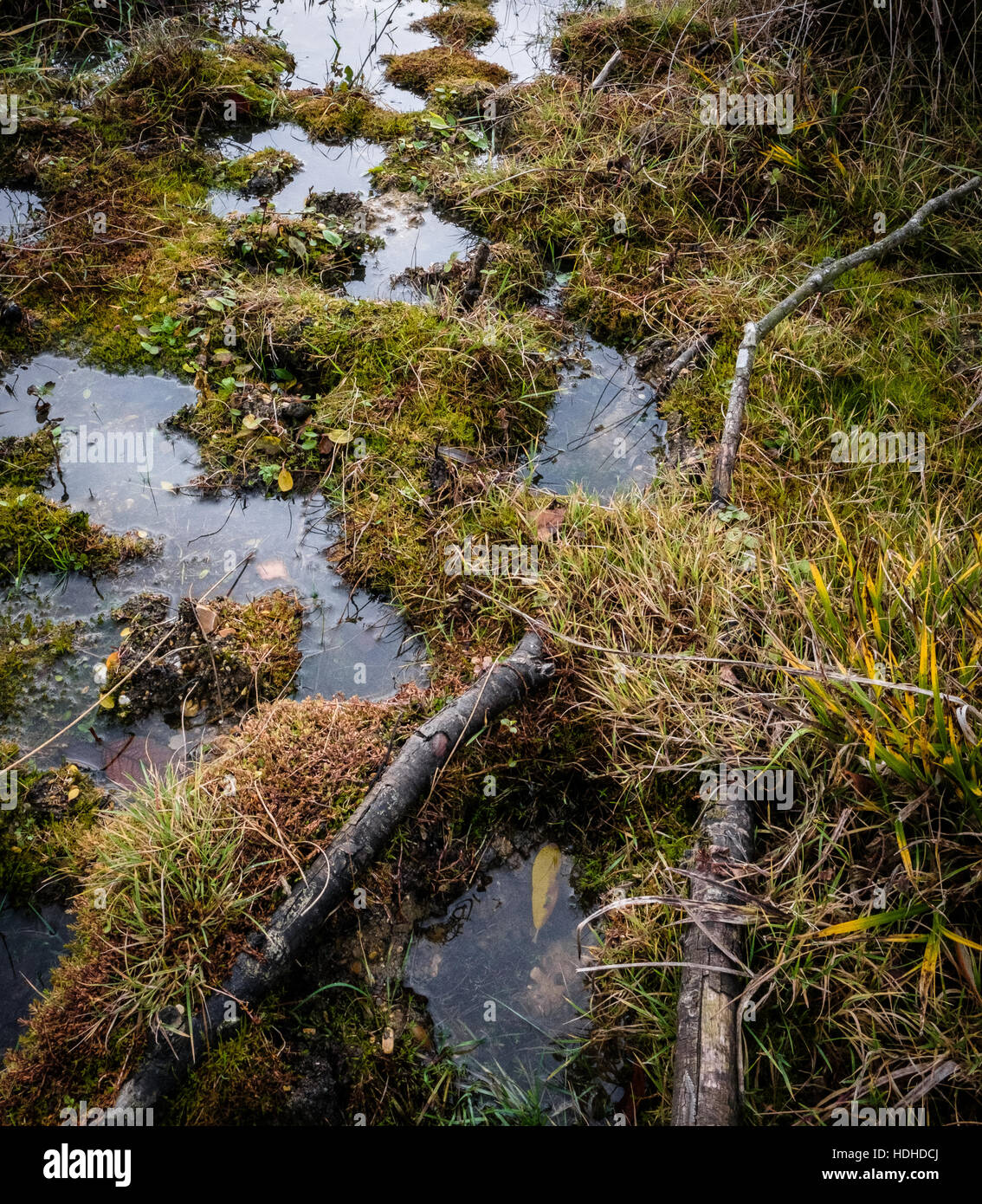Wetland bog at a nature reserve Stock Photo - Alamy