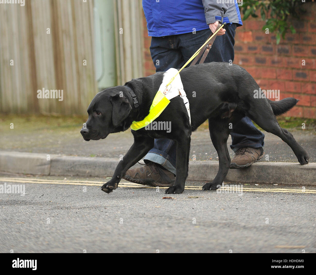black labrador guide dog for the blind stepping off a kerb Stock Photo ...