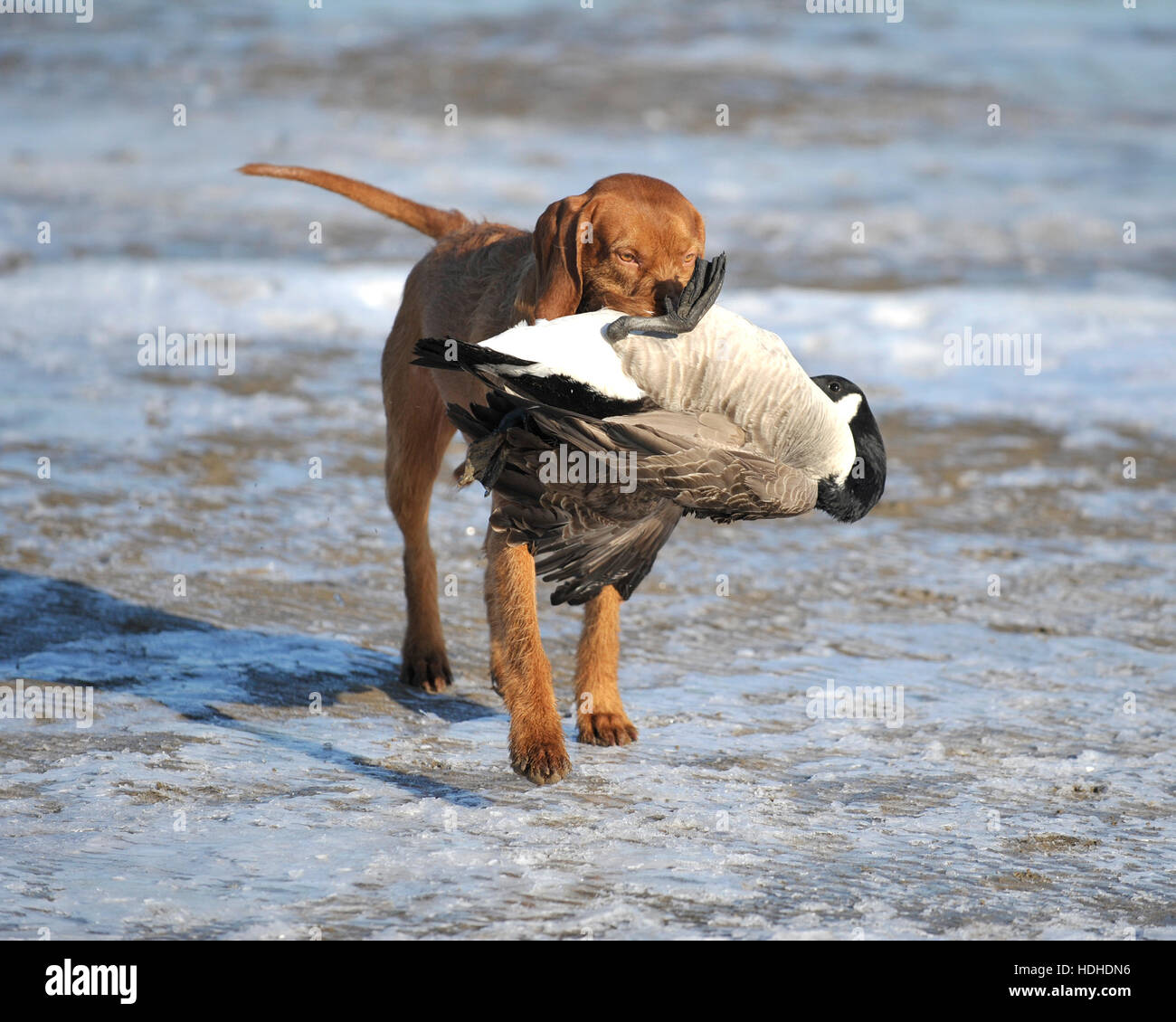 HWV male, wildfowling on iced foreshaw carrying a canada goose Stock ...