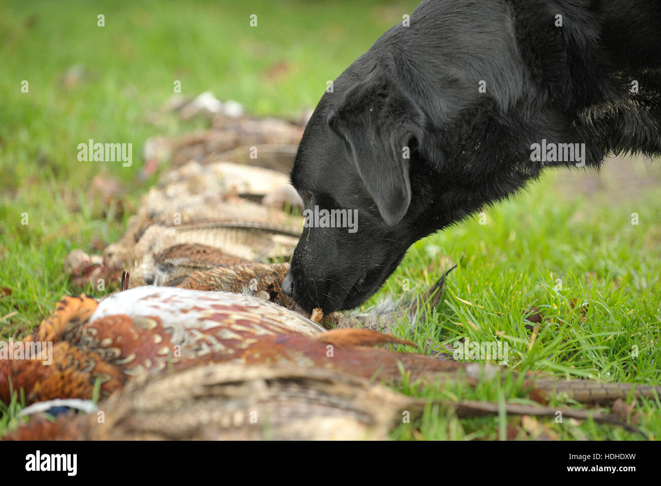Labrador And Dead Pheasant High Resolution Stock Photography and Images ...