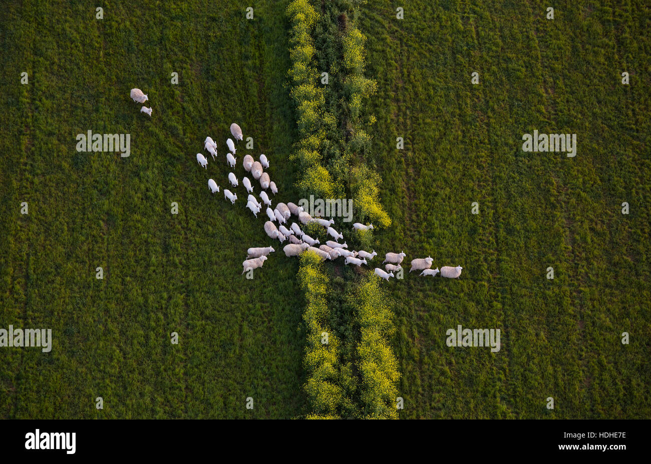 Directly above shot of sheep walking on grassy field Stock Photo - Alamy